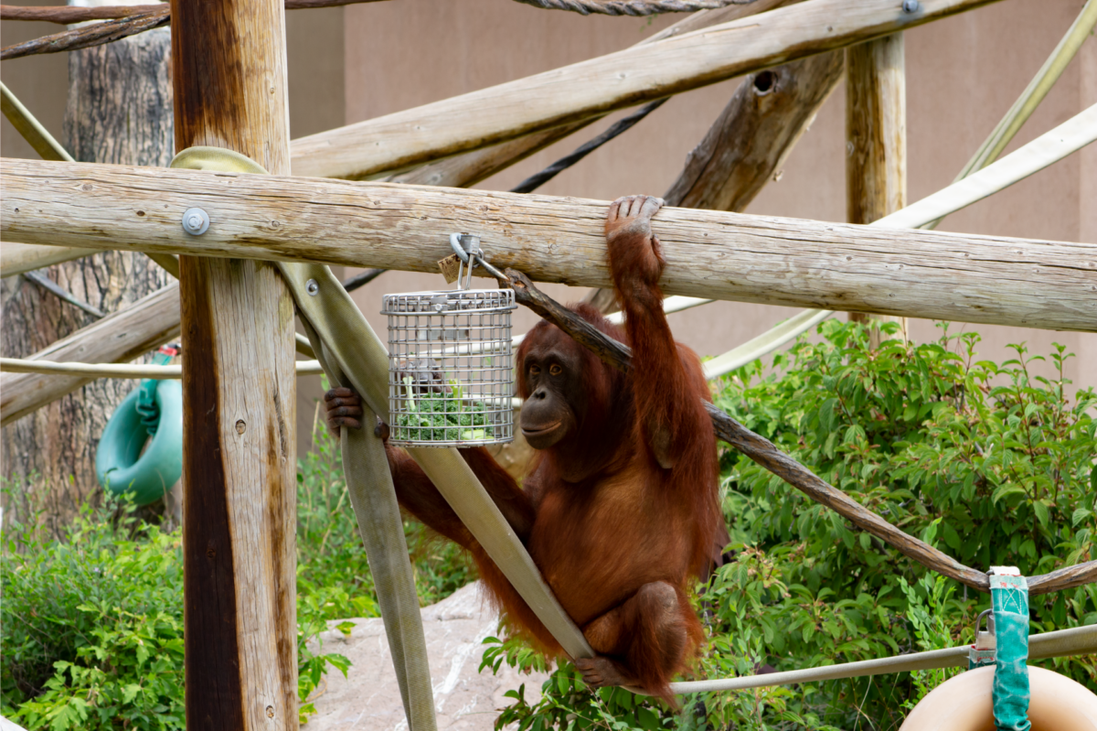 Around Utah: Utah’s Hogle Zoo expecting a baby orangutan | News, Sports ...